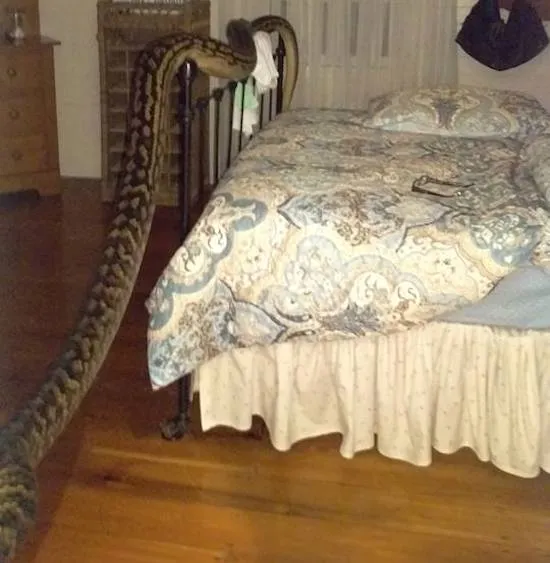 Vrouw wordt wakker en treft vijf meter lange slang aan in haar bed