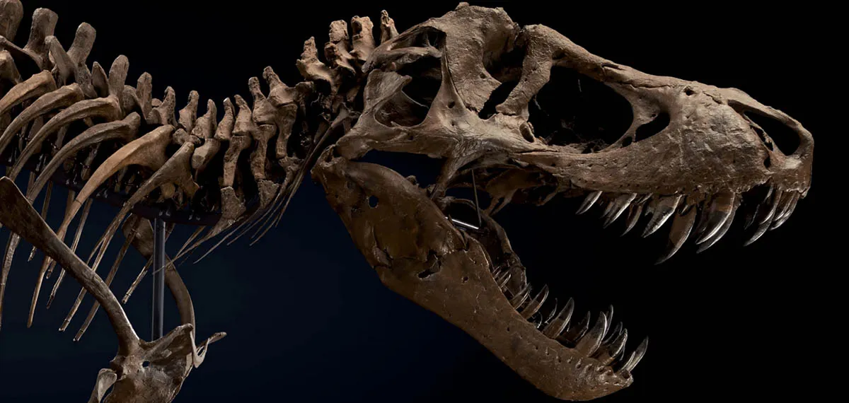 Het skelet van Stan de T-rex is 67 miljoen jaar oud en nu te koop