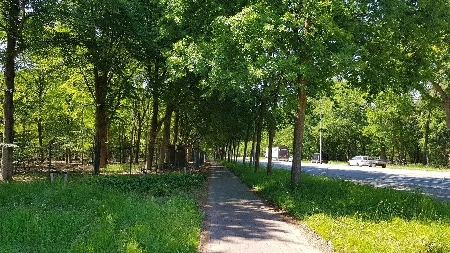 Bomenkap langs de N282