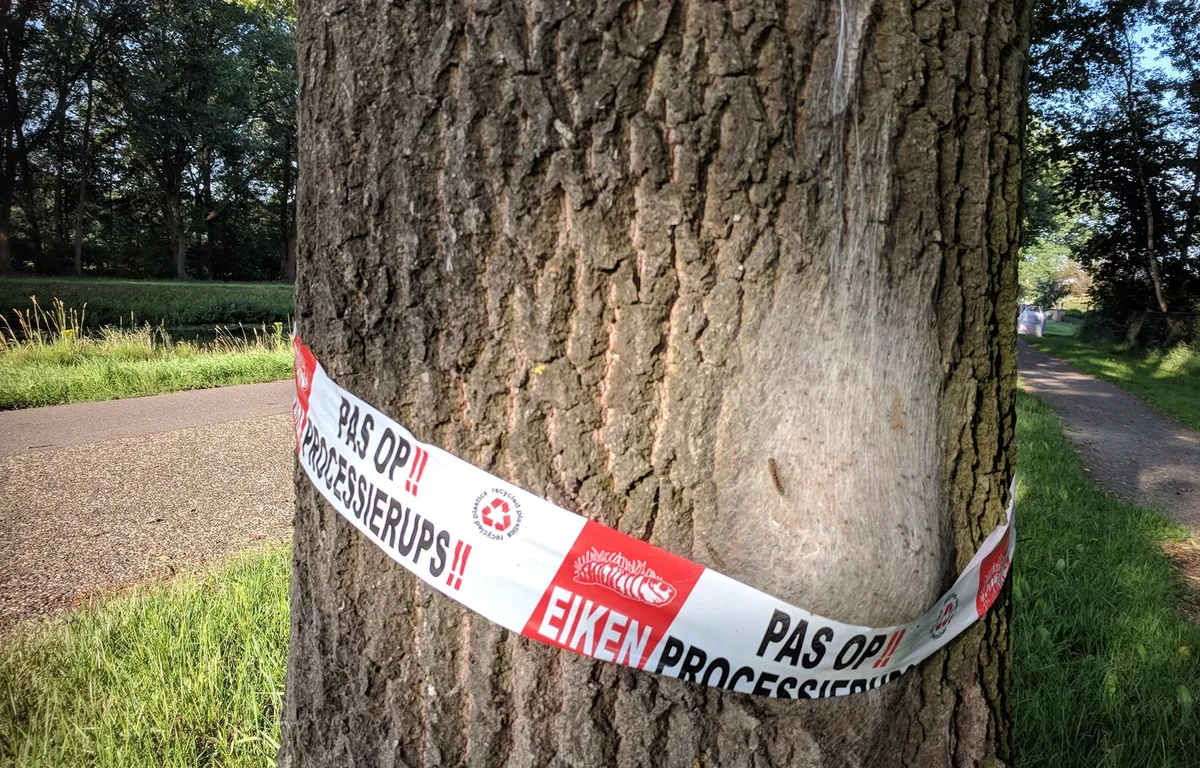 In juli mogelijk meeste overlast van eikenprocessierups