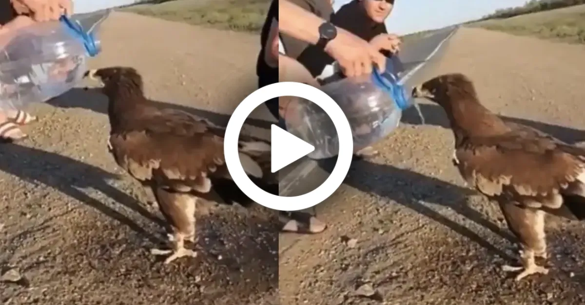 Man helpt een dorstige en prachtige arend met water drinken