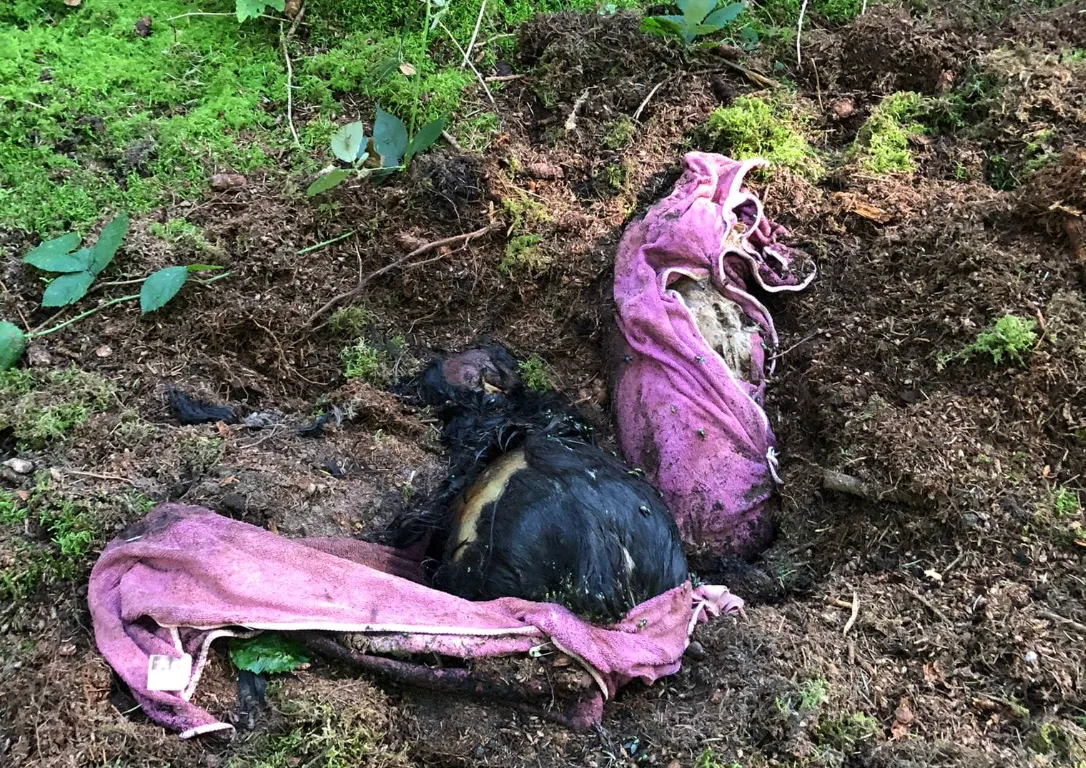 Wandelaar doet schokkende ontdekking: twee honden in bos begraven