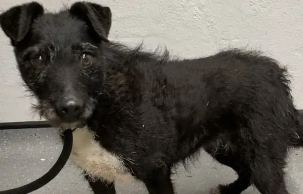 Hond die 6 jaar vermist was, levend teruggevonden in het wild