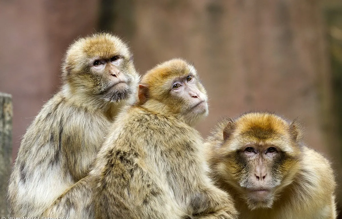 ‘Apies kijken’ op De Dag van de Aap
