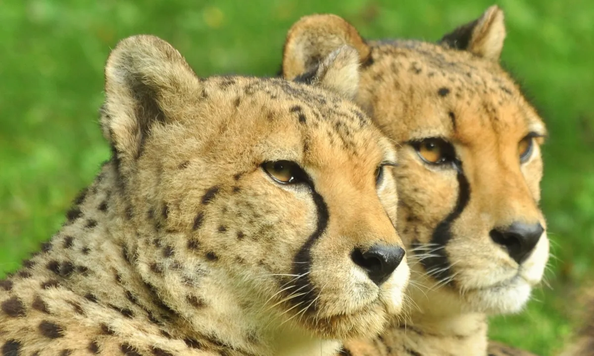 Bejaarde cheetabroers (16) in GaiaZOO oudste cheeta's van Nederland