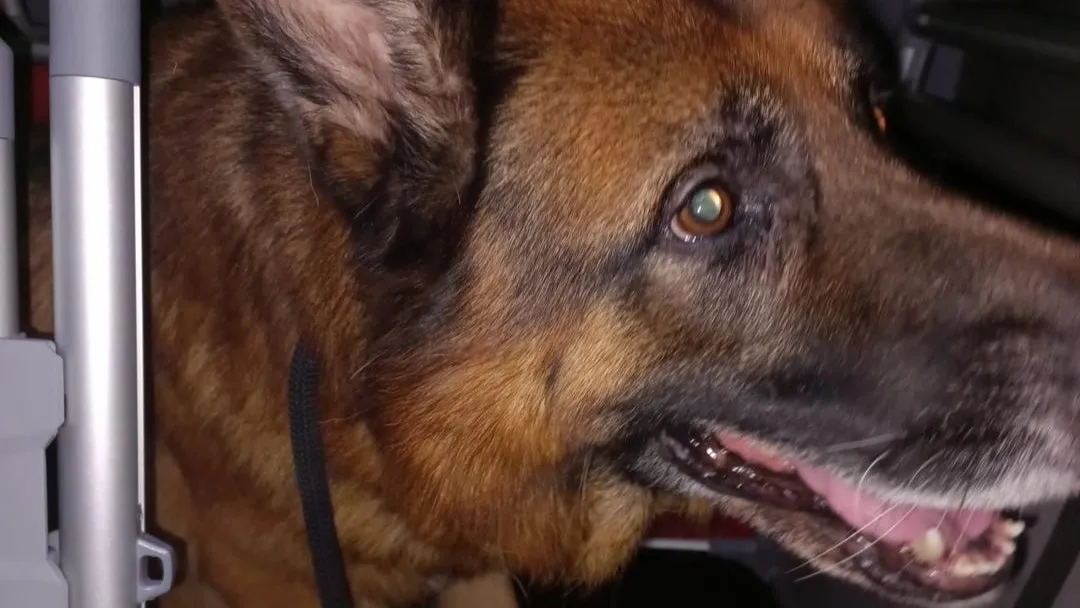 Hond aangetroffen die vastgebonden zat aan boom Hond aangetroffen die vastgebonden zat aan boom