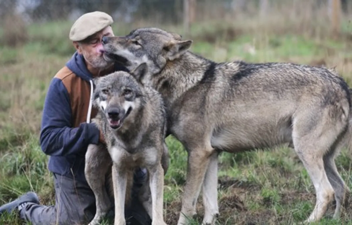 Lezing over wolvengedrag moet meer begrip kweken