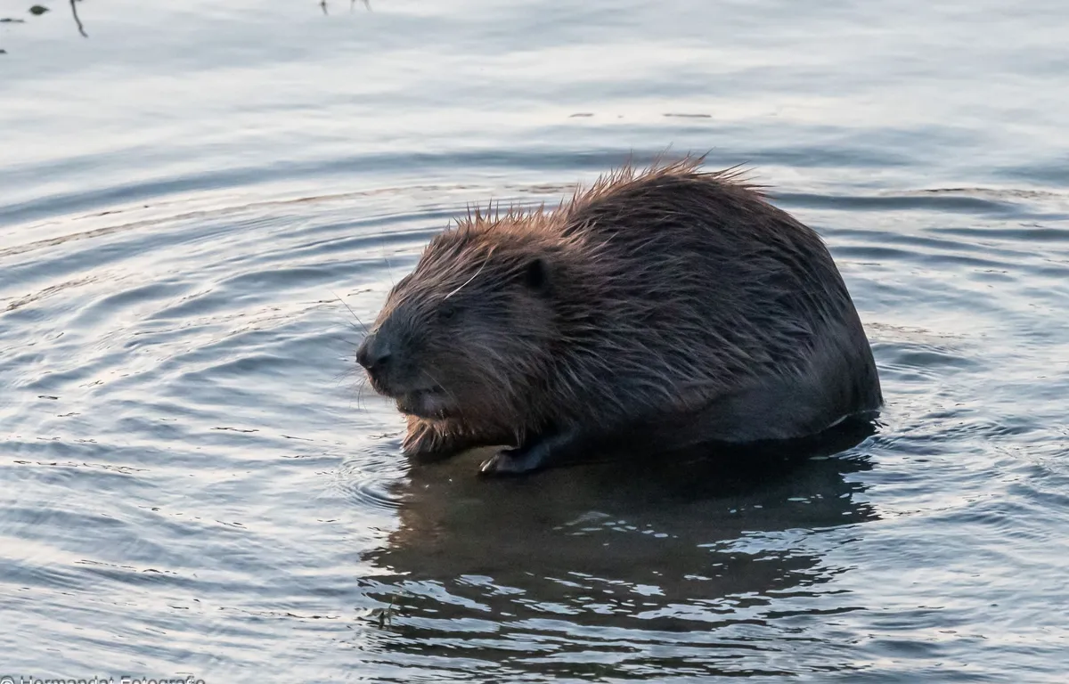 Bevers spotten met IVN RijnWaal op 21 augustus
