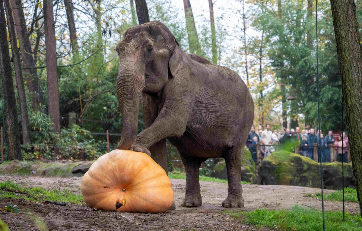 Olifanten krijgen reuzenpompoen voor Halloween