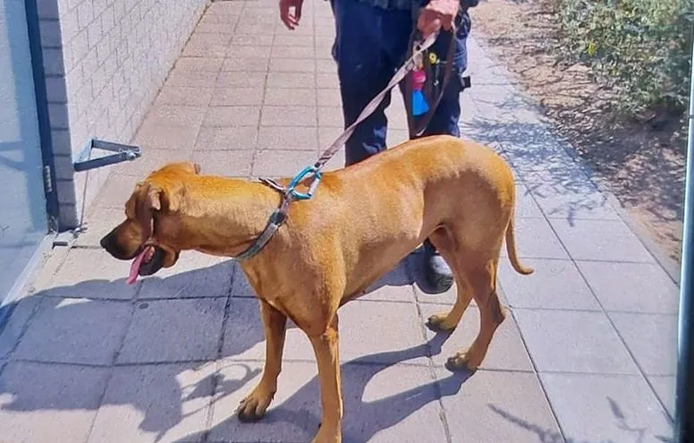 Politie bevrijdt hond uit snikhete auto