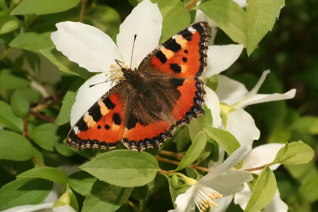 Lezing “insecten in de tuin” door Pieter van Breugel