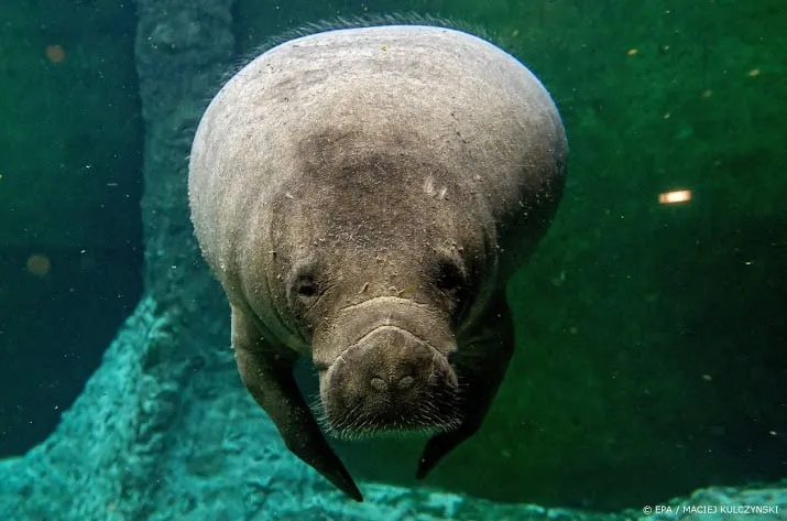 Gezonde zeekoe geboren in Burgers' Zoo