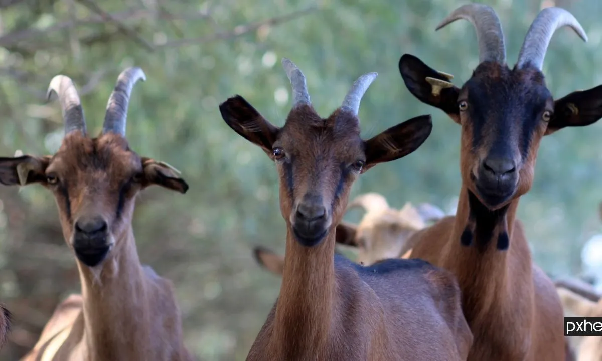 Geitenhouders hoeven geiten dit lammerseizoen niet te verwijderen