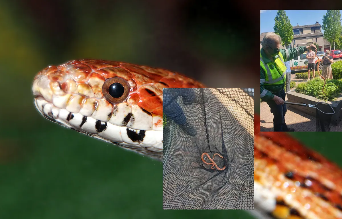In voortuin rattenslang gevangen