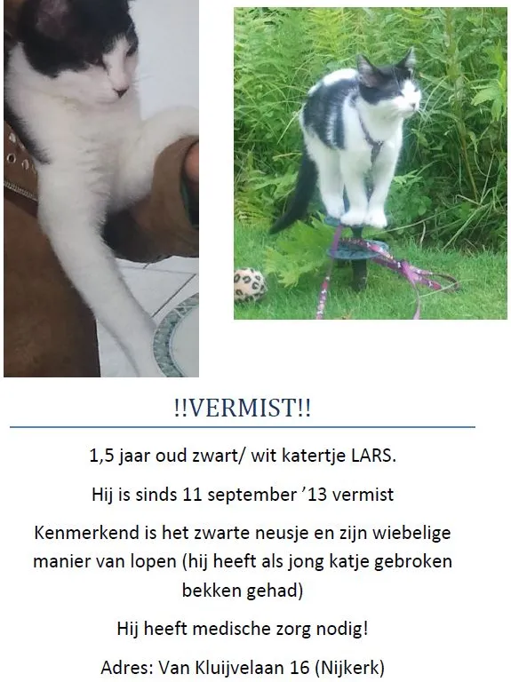 Kat vermist
