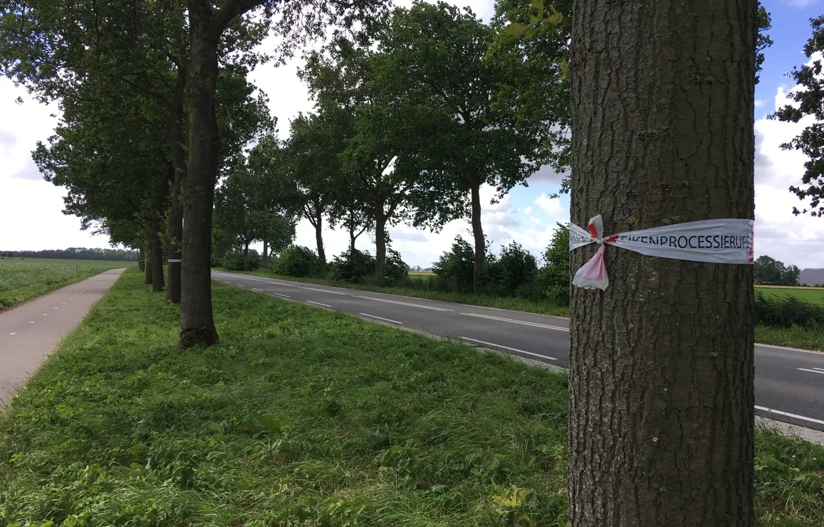 Harde wind vergroot overlast eikenprocessierups