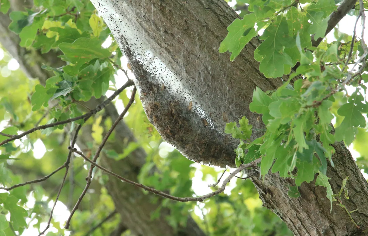 Online lezing: De Eikenprocessierups en natuurlijke vijanden