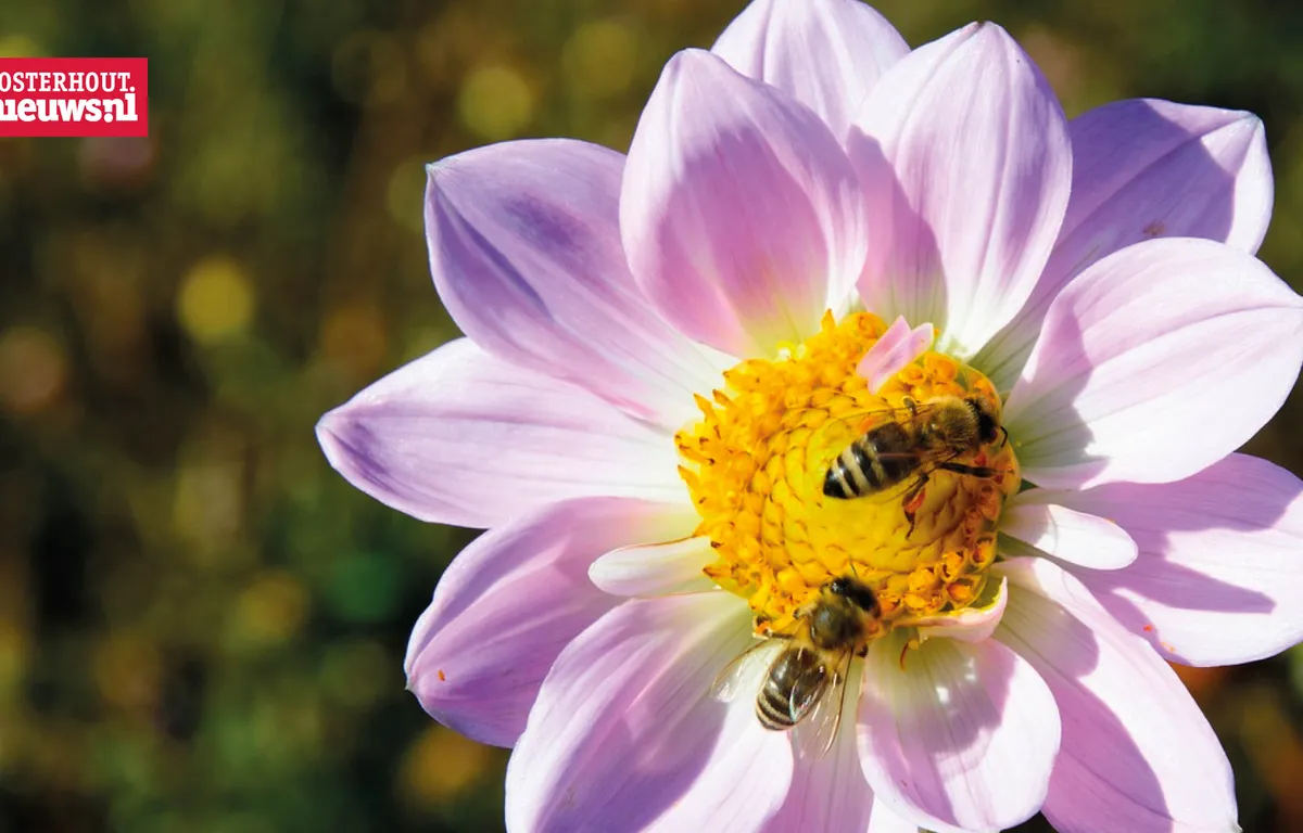 Nationale Bijentelling voor het eerst tien dagen lang