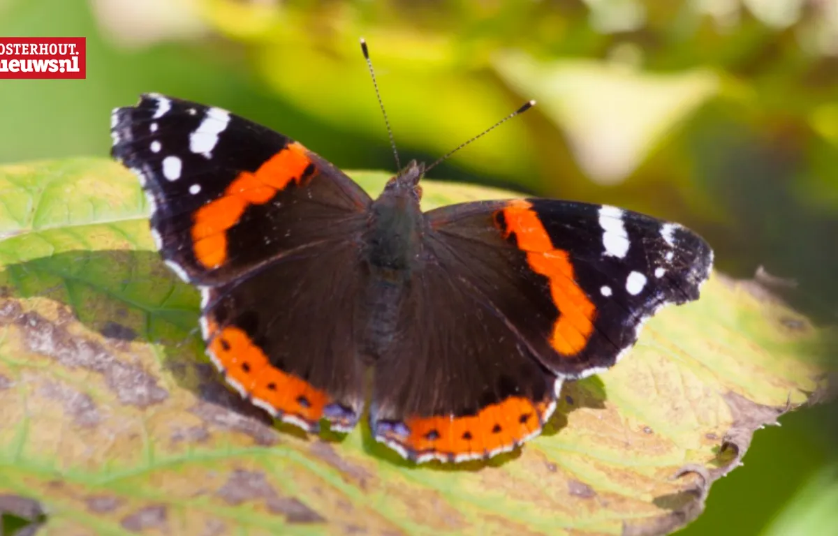 Atalanta meest gespotte vlinder tijdens tuinvlindertelling