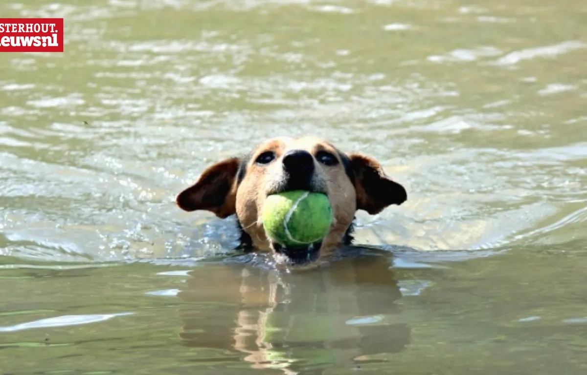 Zwemmen in stilstaand water kan hond het leven kosten