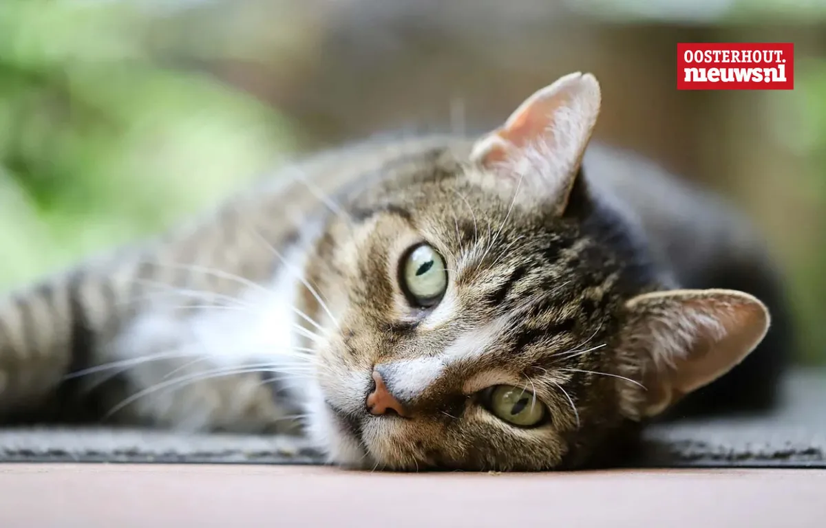 Mendoo zoekt gastouder voor één of meerdere katten in Oosterhout