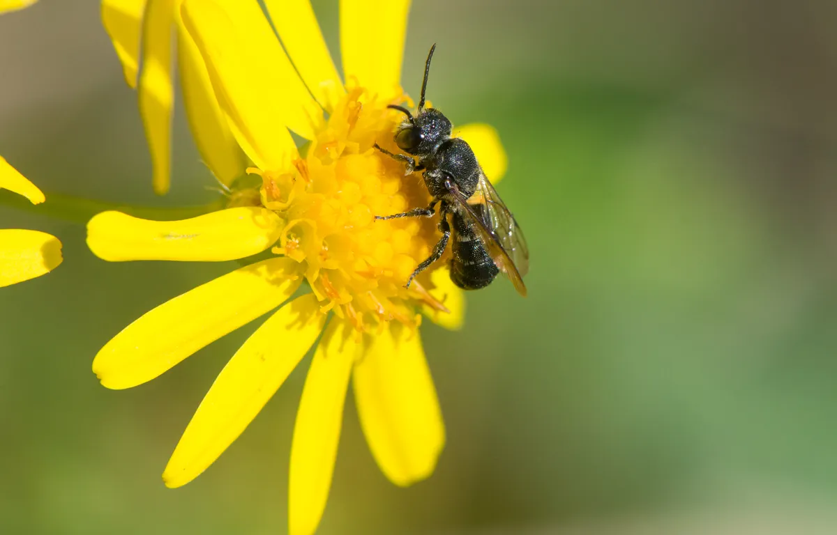 Samen op de bres voor bijen in Overbetuwe