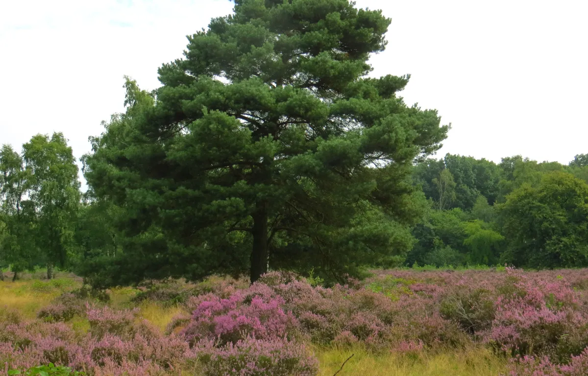 Bomen en struiken; Excursie Stichting het Limburgs Landschap