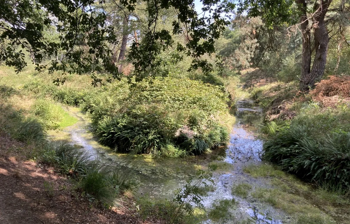 Start zoneringsmaatregelen natuurgebied Wolfheze nieuwe jaar