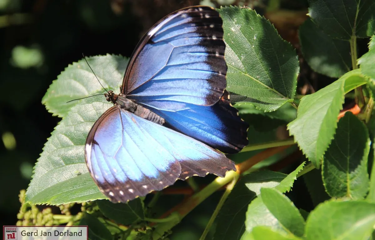 Vlinders ontsnapt uit Burgers' Zoo Arnhem