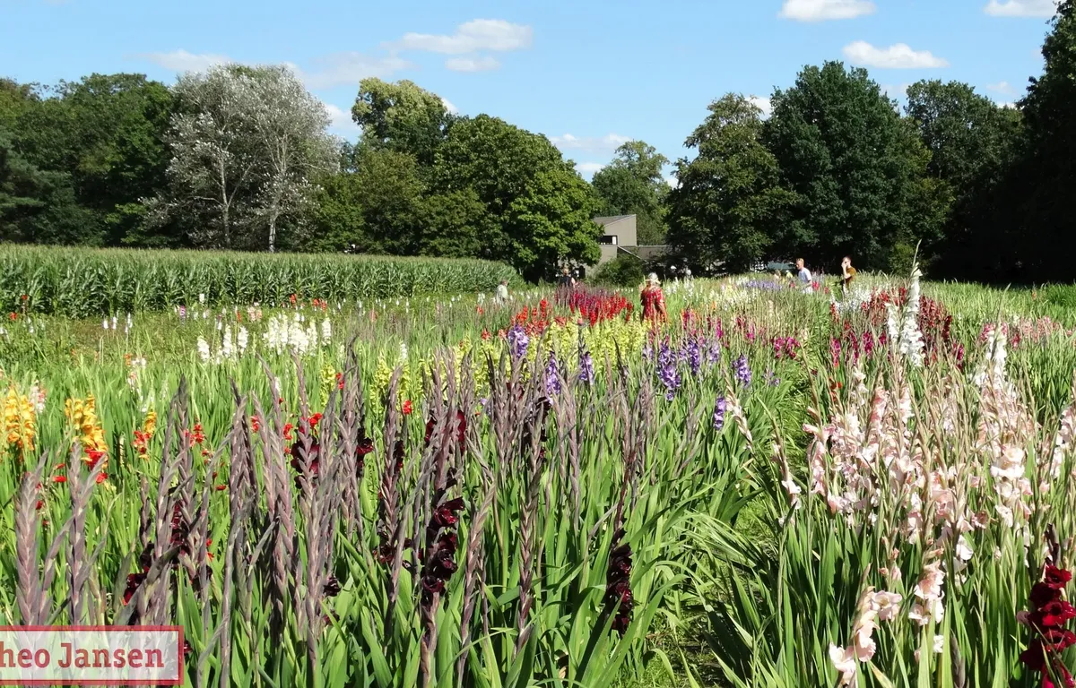 Traditioneel Gladiolenfestijn in Laag-Soeren wederom druk bezocht