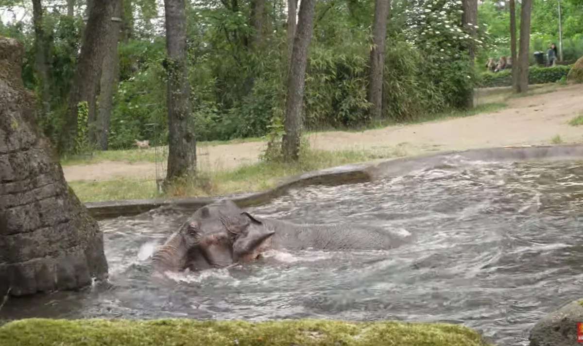 Aziatische olifanten in Koninklijke Burgers' Zoo nemen verkwikkend bad