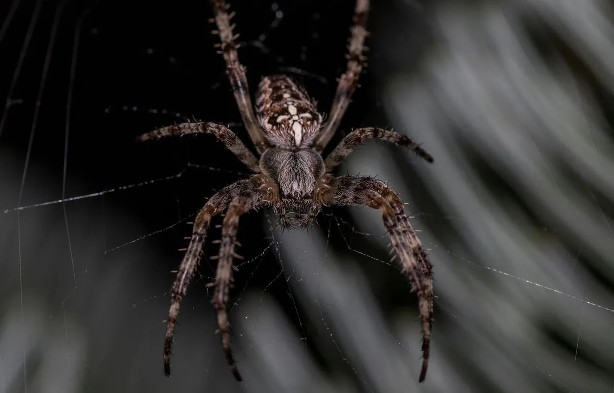 Herfstalarm: dikke spinnen in aantocht