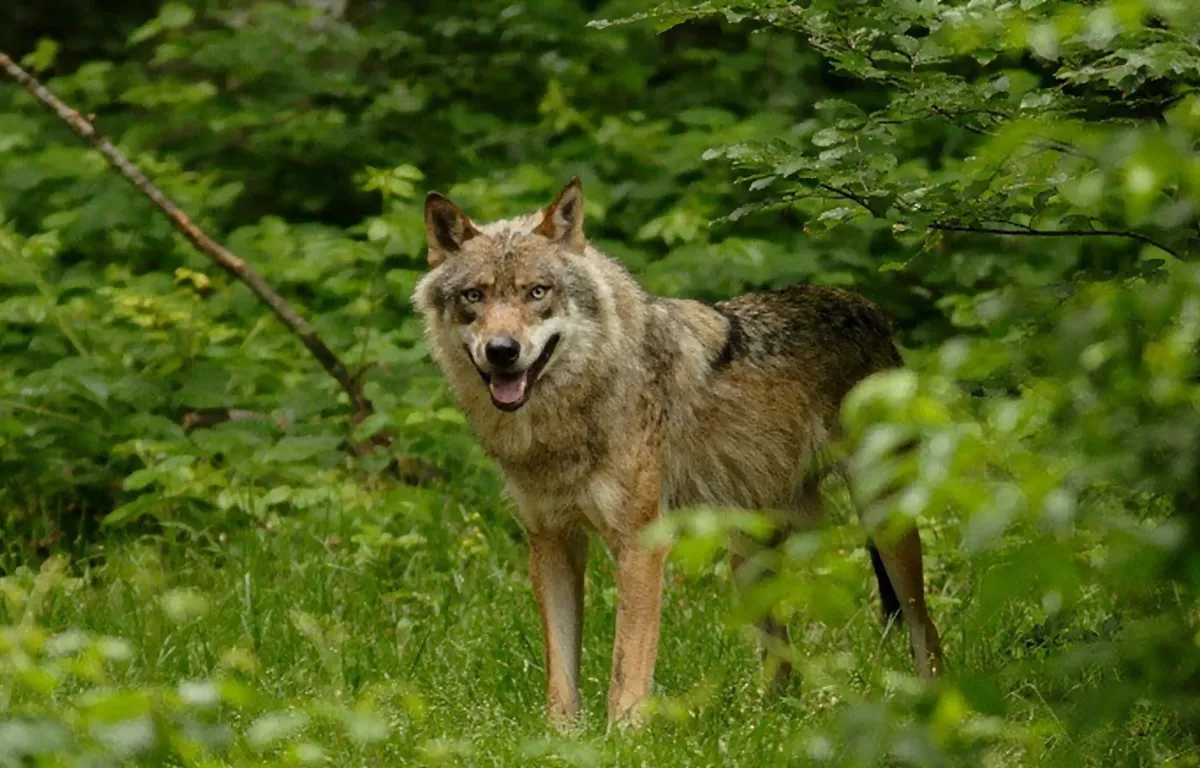 Heeft de wolf zich definitief gevestigd in Nederland?