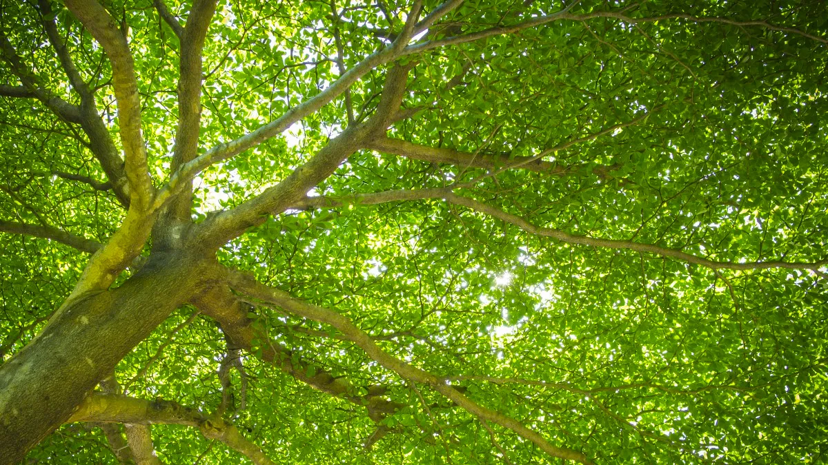 Ac­tie­plan 1 mil­joen bo­men: kin­de­ren ge­ven goe­de voor­beeld