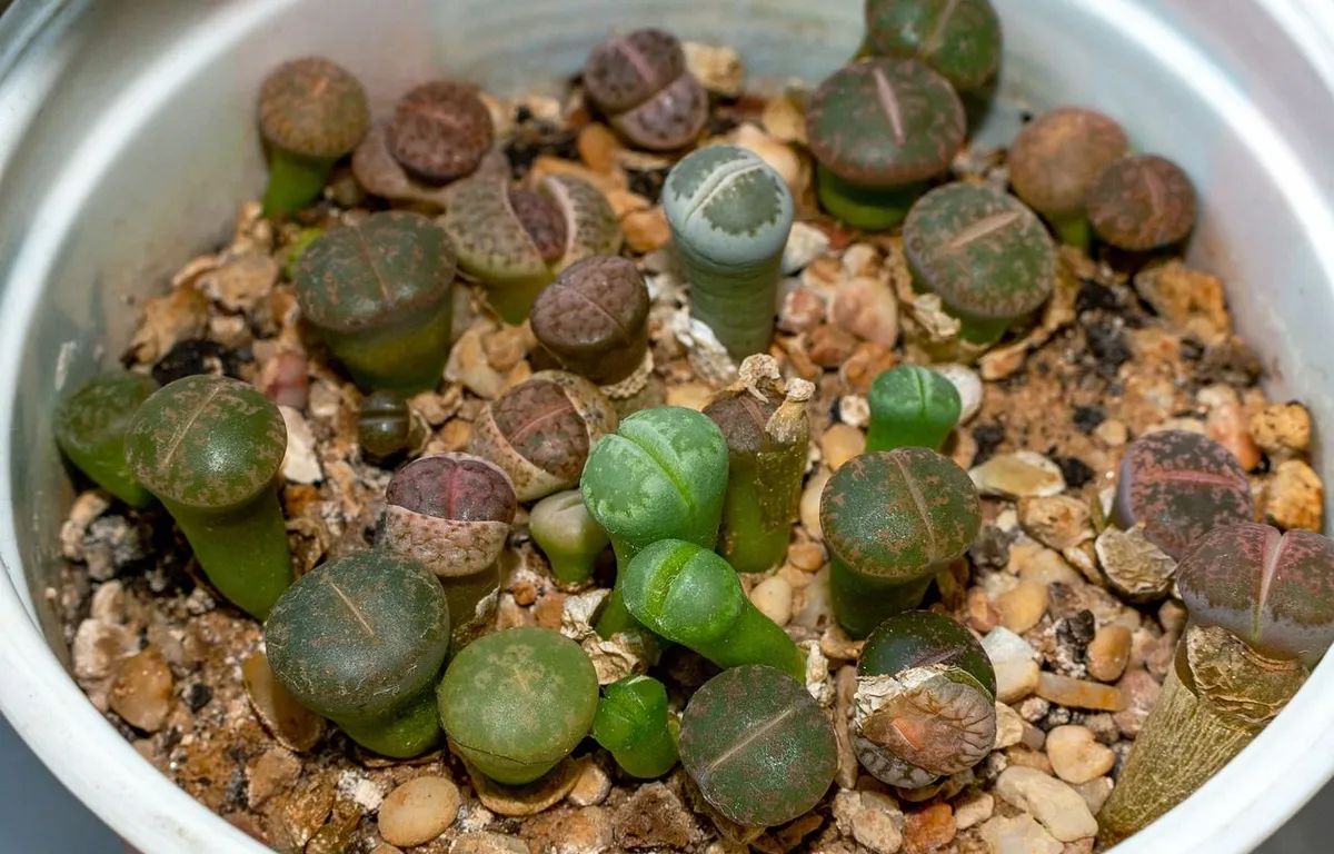 Deze unieke vetplant charmeert iedereen: Onderhoudsarme 'levende stenen'