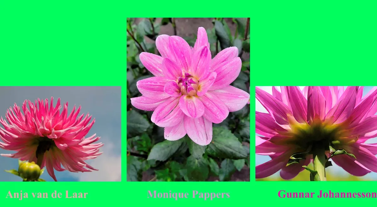 Dahliaseizoen Flora zit er weer op
