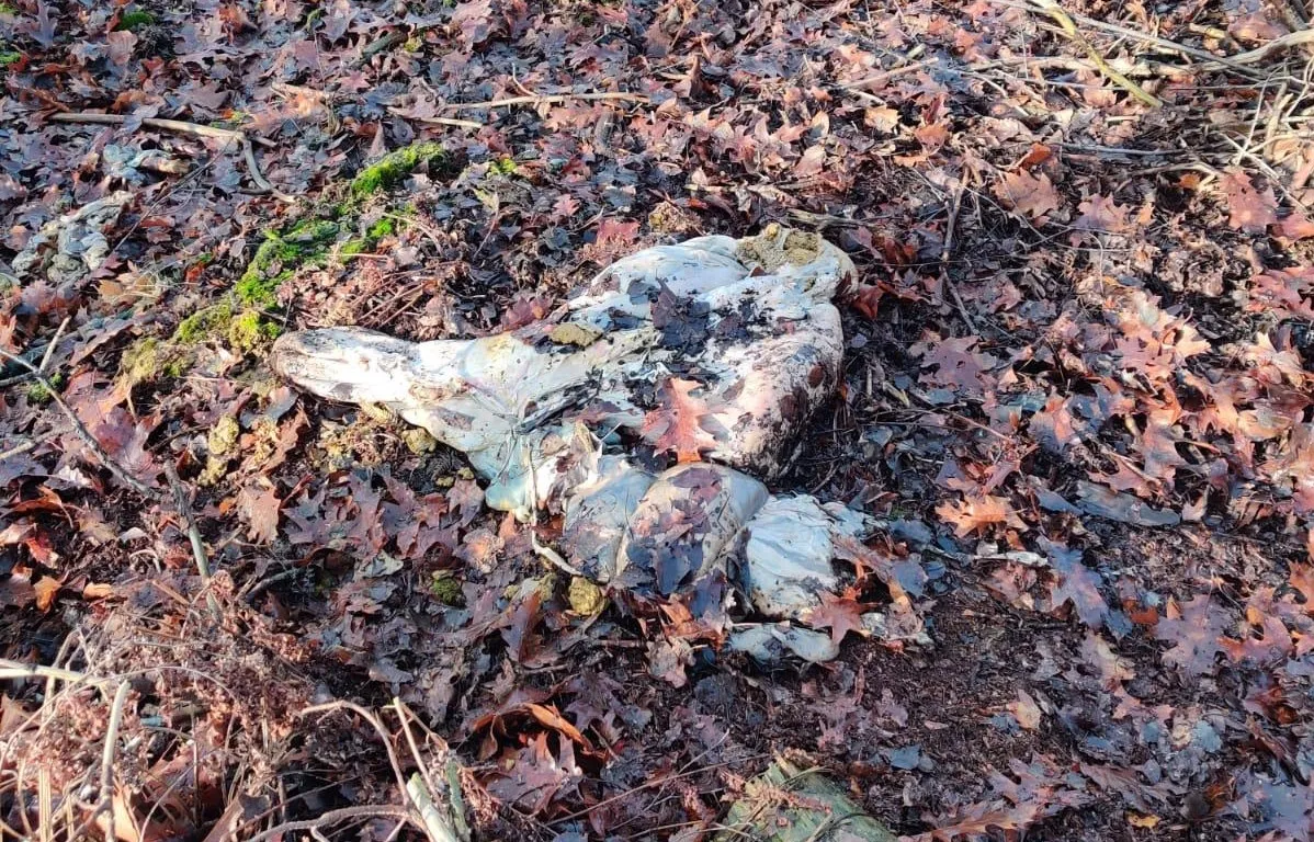 Kadaver in Veldhovens buitengebied aangetroffen