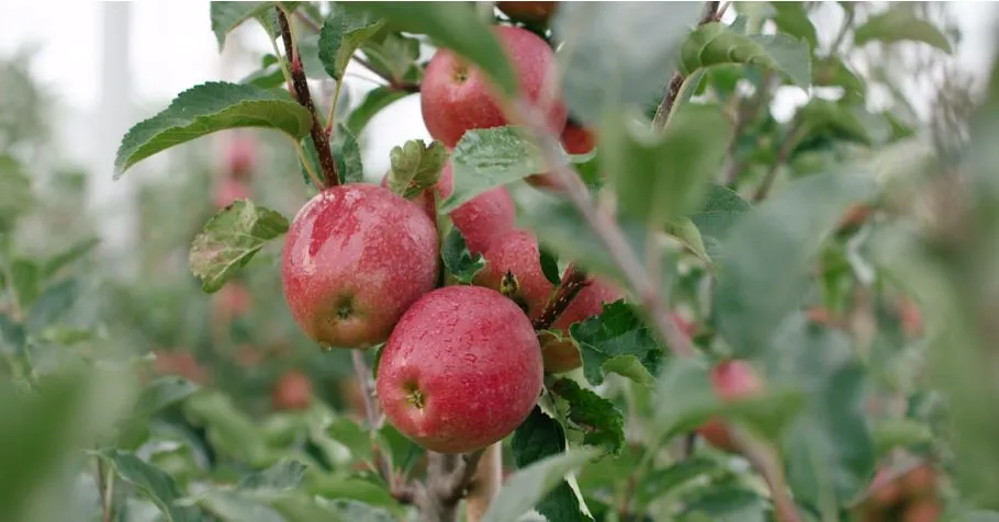 Nieuwe appel exclusief bij Albert Heijn: de Sprank