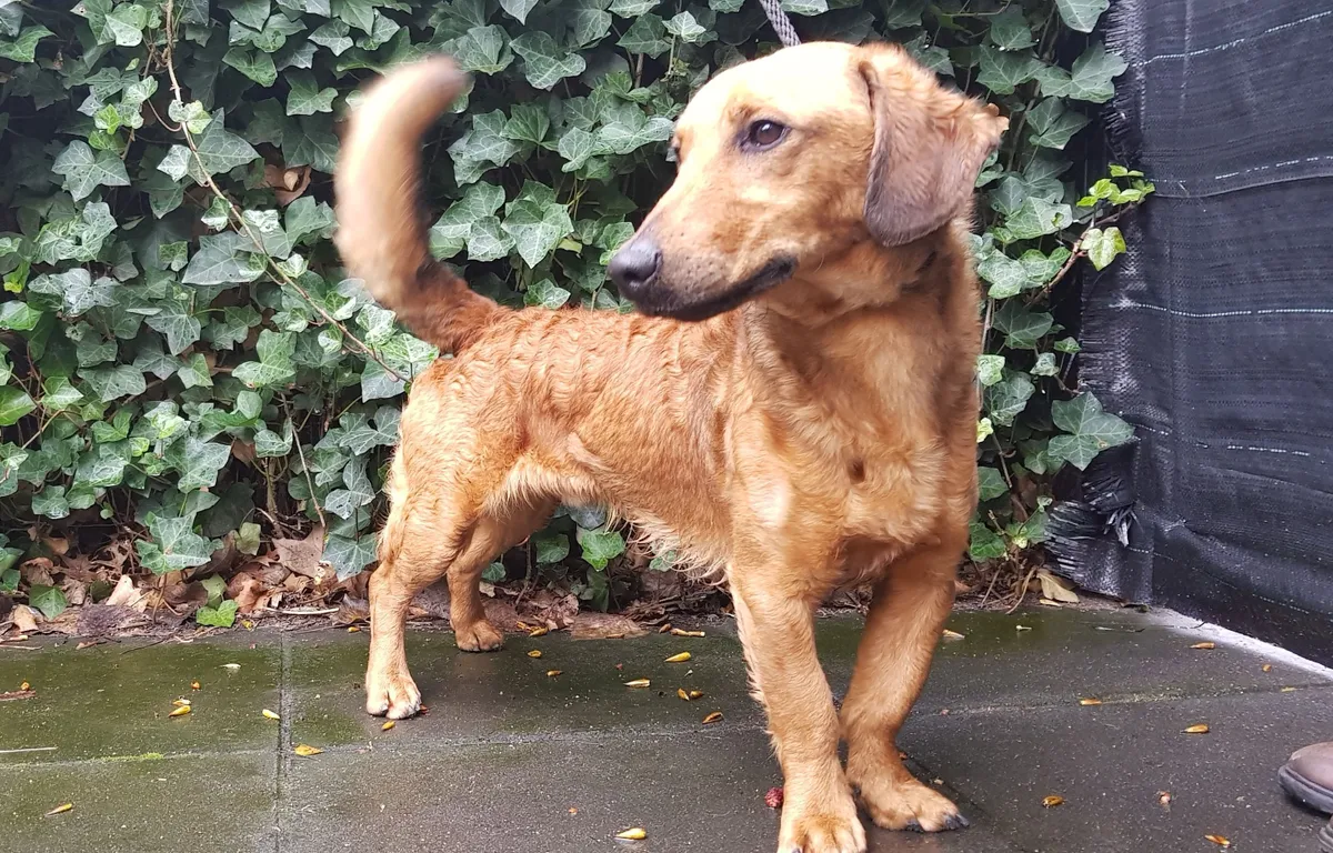 Asielhond Beau zoekt nieuw baasje!