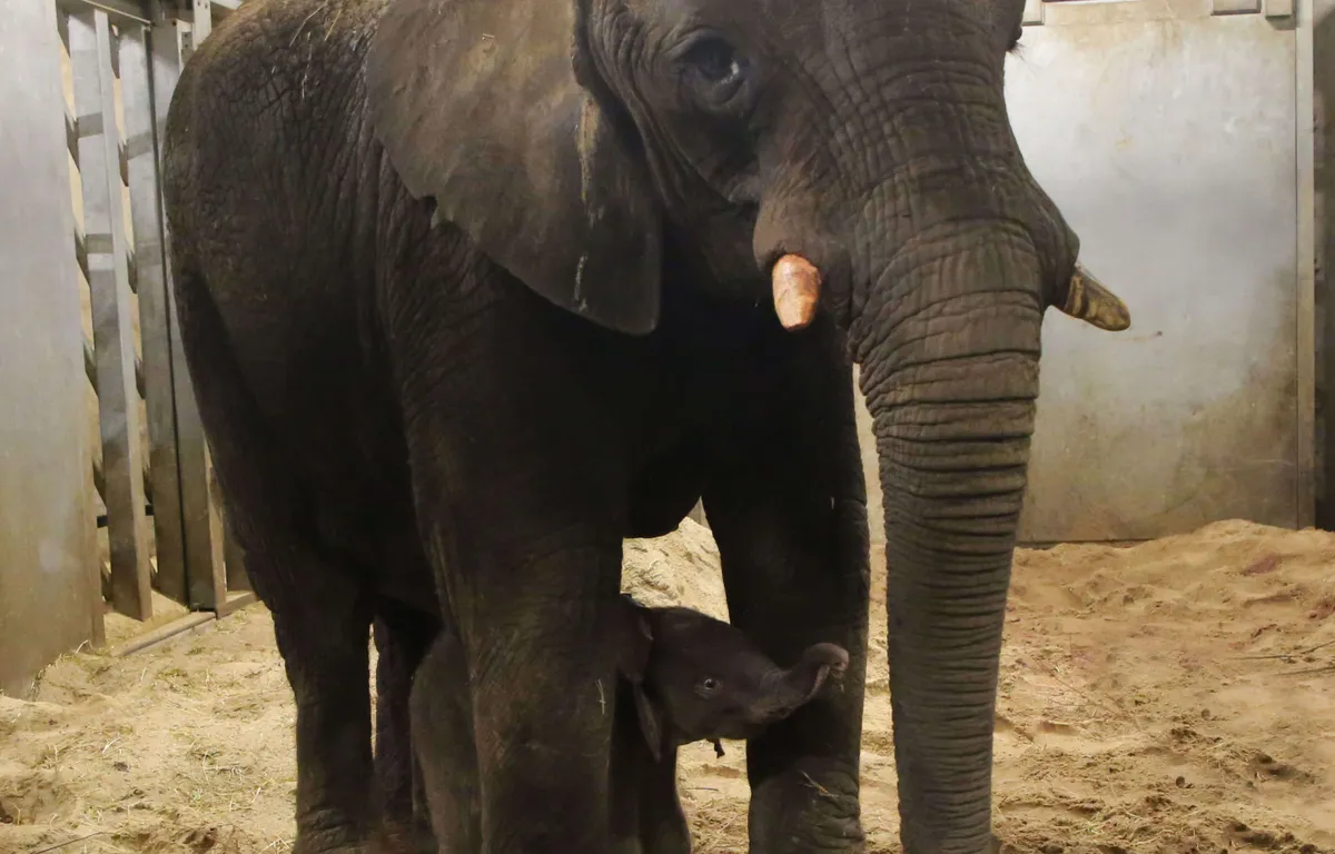 Pasgeboren Afrikaanse olifantje Ouwehands Dierenpark overleden