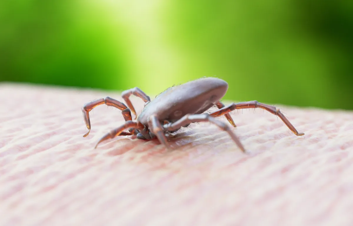Wat zijn de symptomen van de ziekte van Lyme