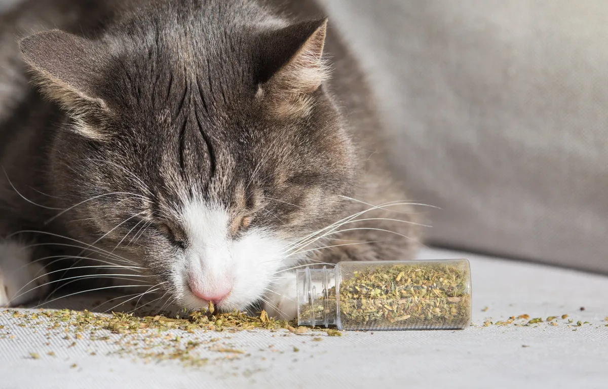 Waarom zijn katten zo dol op kattenkruid? Waarom zijn katten zo dol op kattenkruid?