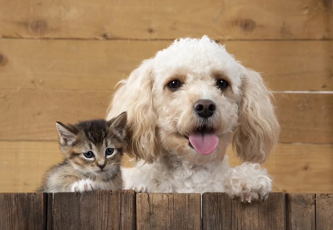 6 redenen waarom huisdieren goed zijn voor je gezondheid
