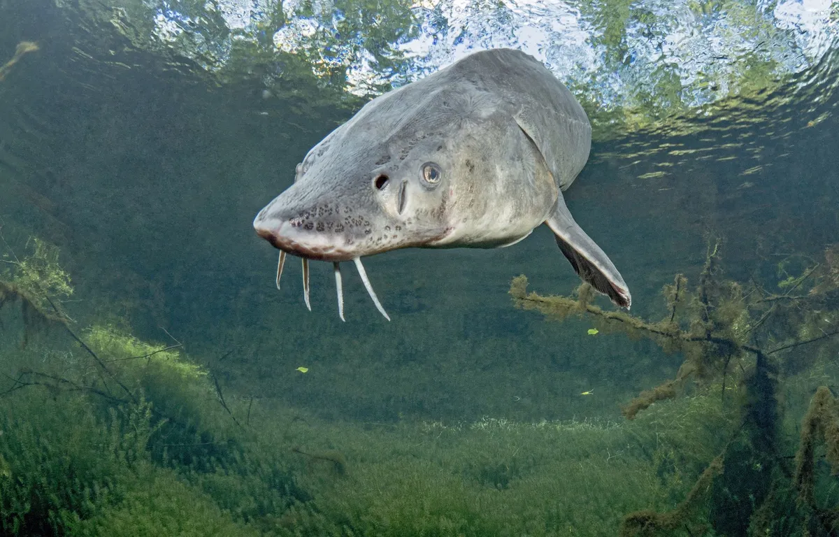 Europese steur terug in Nederland: “Zeldzamer dan de reuzenpanda”