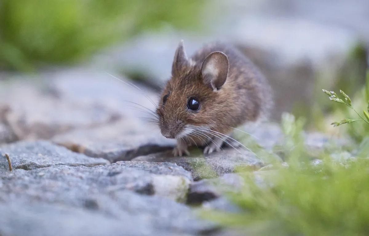 Last van muizen? Een simpel theezakje biedt uitkomst