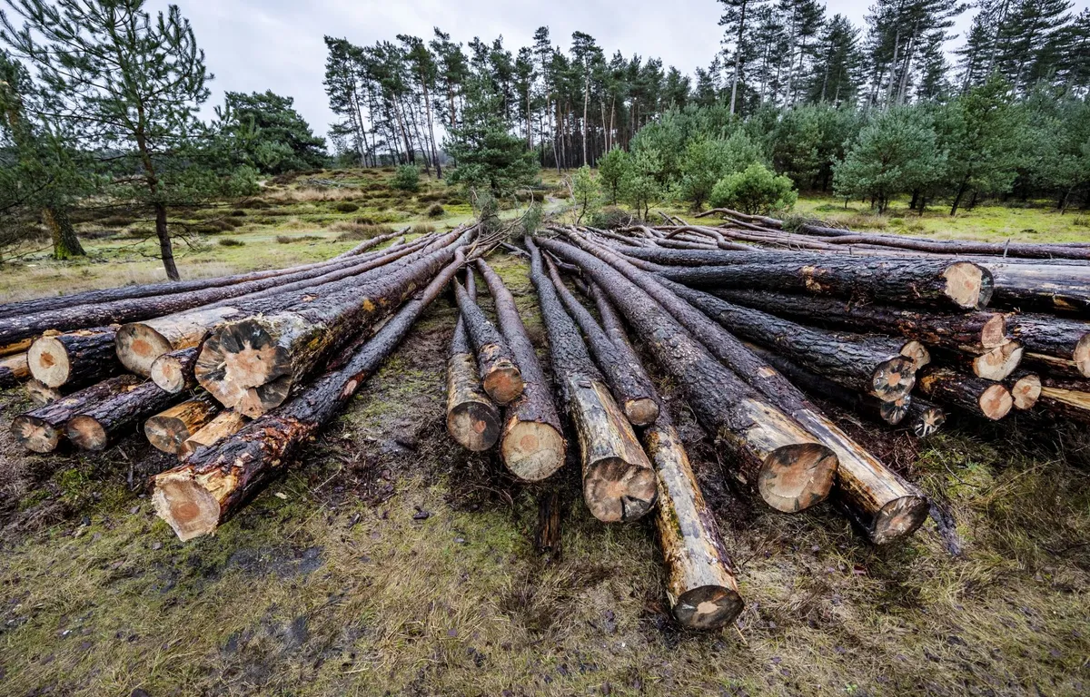 40 procent van de planten wordt met uitsterven bedreigd: hoe zit dat ...