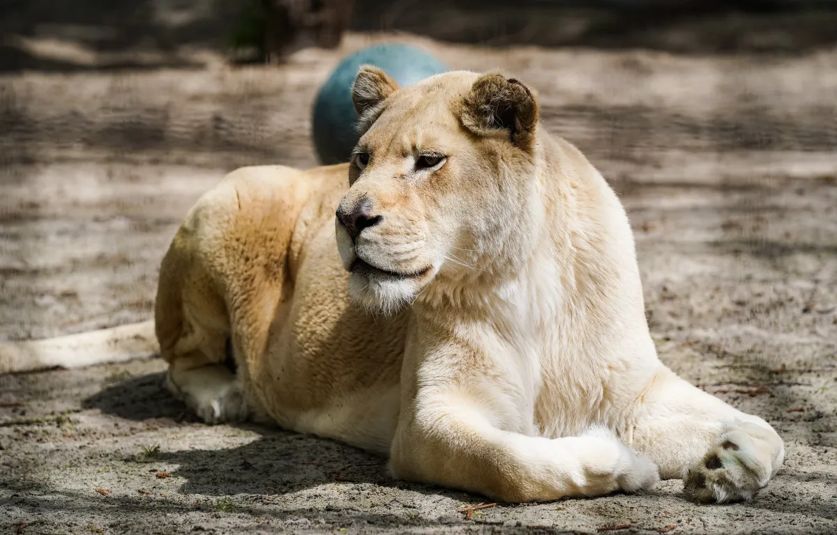 Beelden: er loopt een leeuw los door Berlijn
