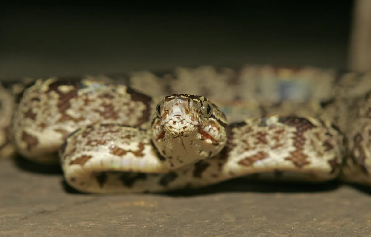 6,5 meter lange python wurgt en slokt volwassen vrouw op in Indonesië