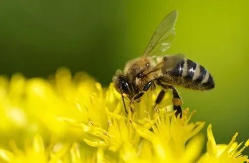 Bijengif als middel tegen kanker