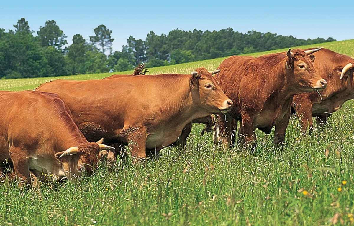 Gezonder eten is slecht voor het klimaat